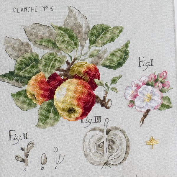 Apple Study Half-Kit – The French Needle